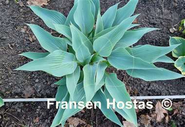 Hosta Yankee Blue - Fransen Hostas